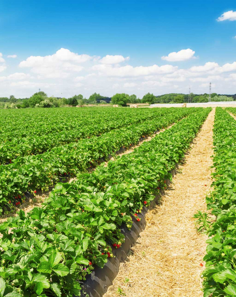 Plantation and crop maintenance | FAE